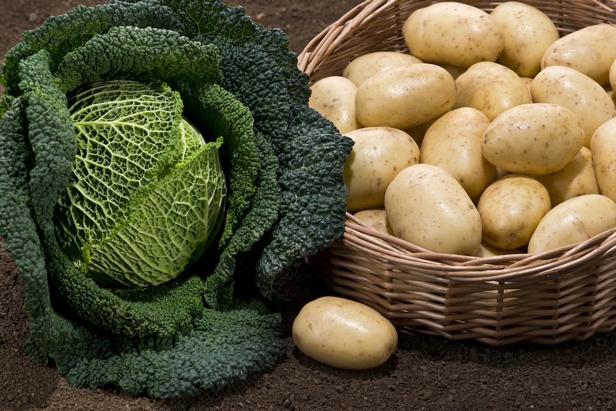 Nutrition | Mash Direct